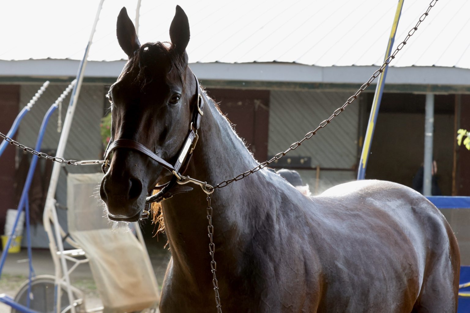 Hanover Shoe Farms has been dominant in 75 years of Horse of the Year ...