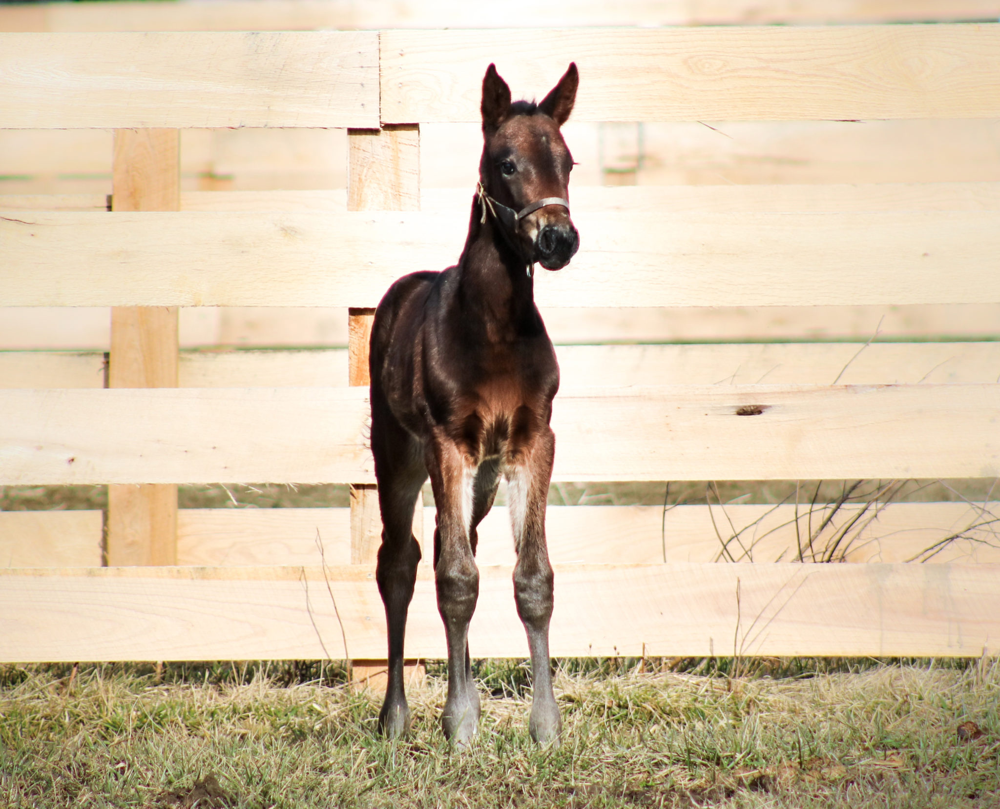 Hambletonian champion Ramona Hill delivers Walner filly at Hanover ...