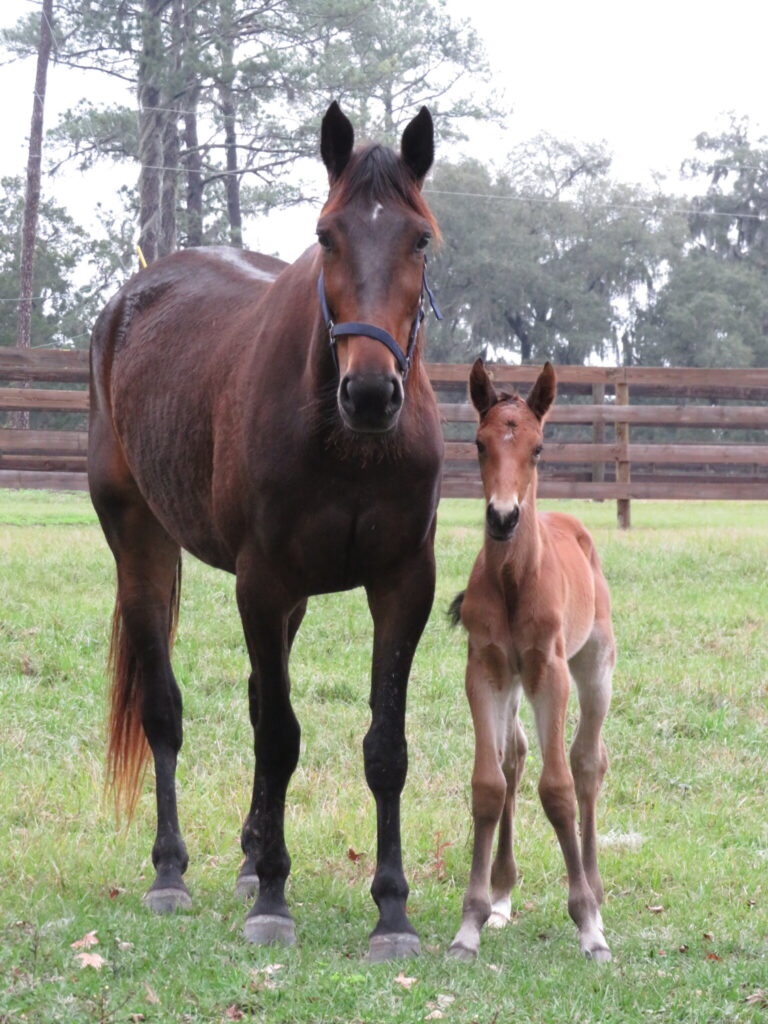First foal by Ecurie D arrives at Sergent Stables in Florida - Harness ...