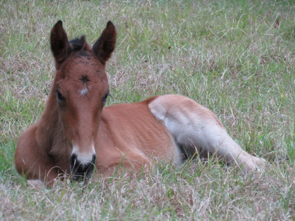 First foal by Ecurie D arrives at Sergent Stables in Florida - Harness ...