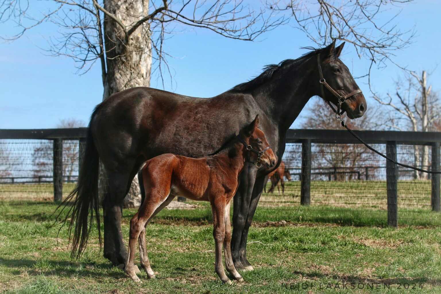 Bulldog Hanover colt out of Put On A Show arrives at Hunterton ...