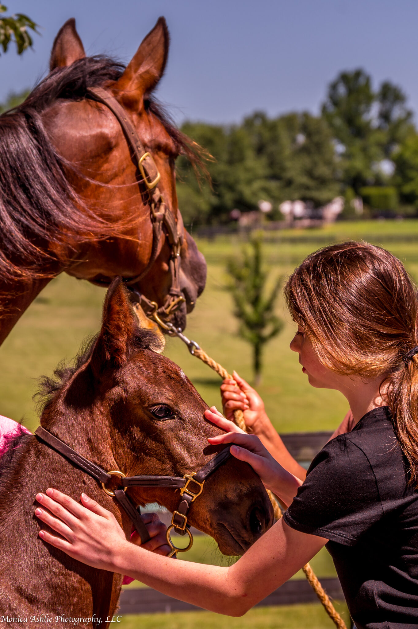 Bulldog Hanover filly with strong lineage to Somebeachsomewhere foaled ...