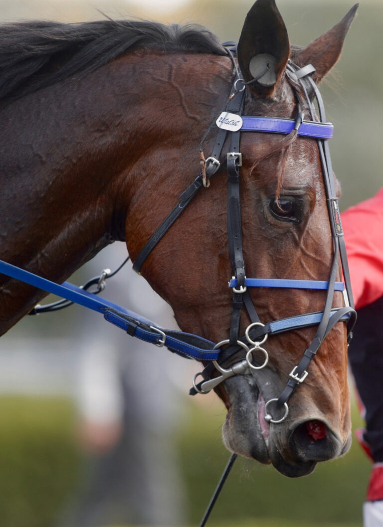 Certified Fresh - Harness Racing Update