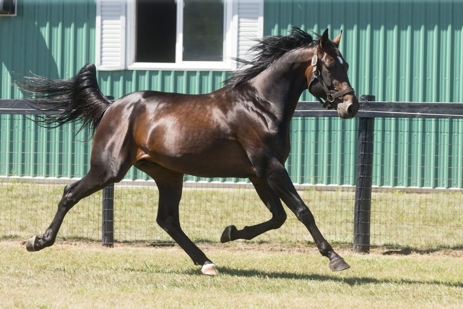 Tara Hills Stud stallions sit atop OSS leaderboard - Harness Racing Update